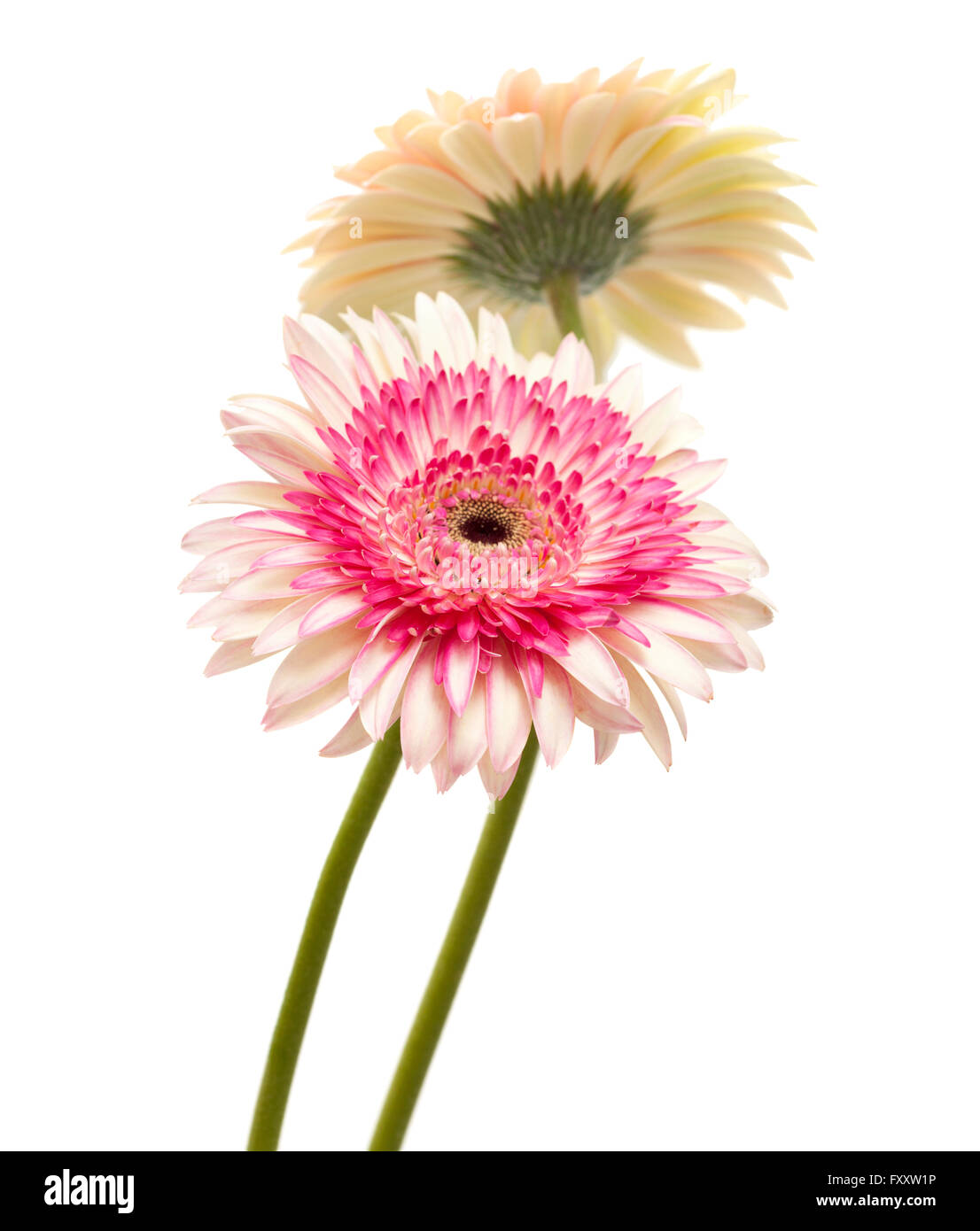 white and magenta gerbera flowers isolated on white background Stock ...