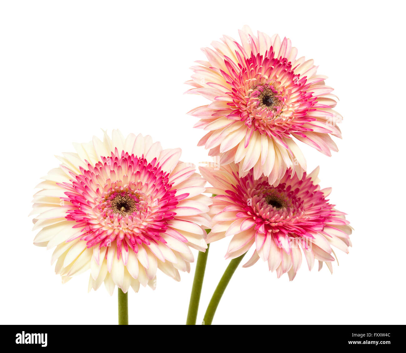 white and magenta gerbera flowers isolated on white background Stock ...