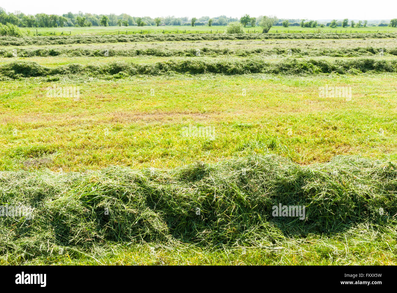 Mown grass in haymaking season Stock Photo - Alamy