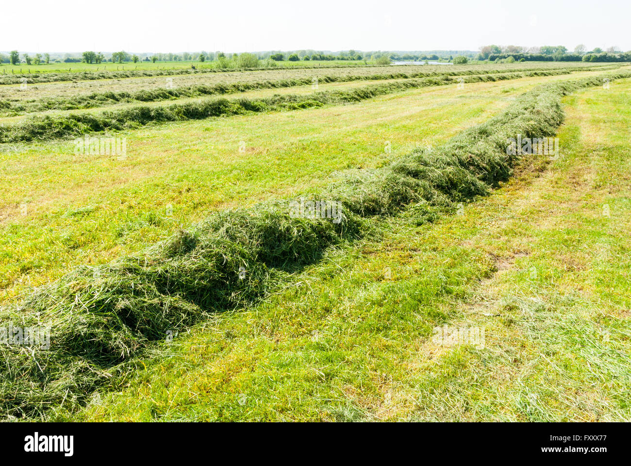 Mown Grass High Resolution Stock Photography and Images - Alamy