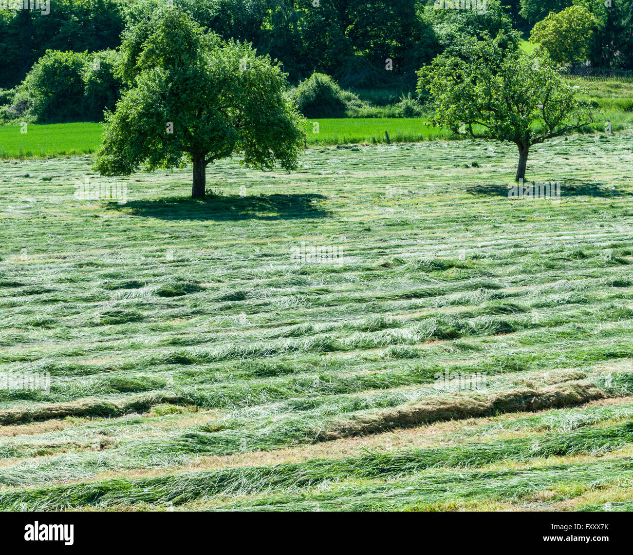 Hay season hi-res stock photography and images - Alamy