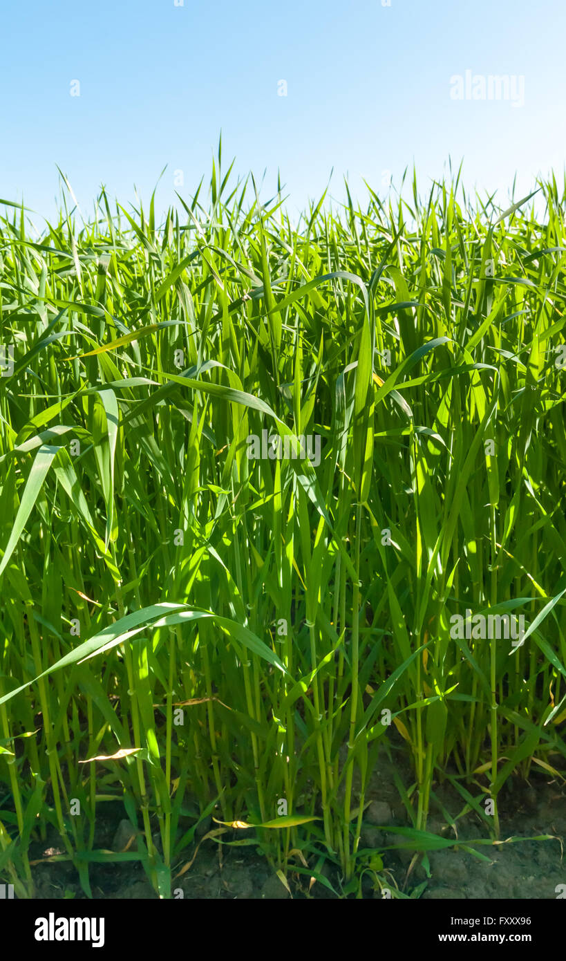 Green grainfield hi-res stock photography and images - Alamy