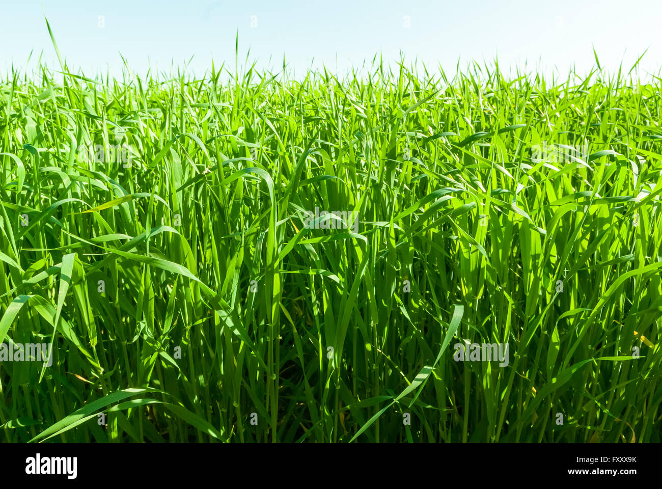 Grainfield under a blue sky in spring Stock Photo - Alamy