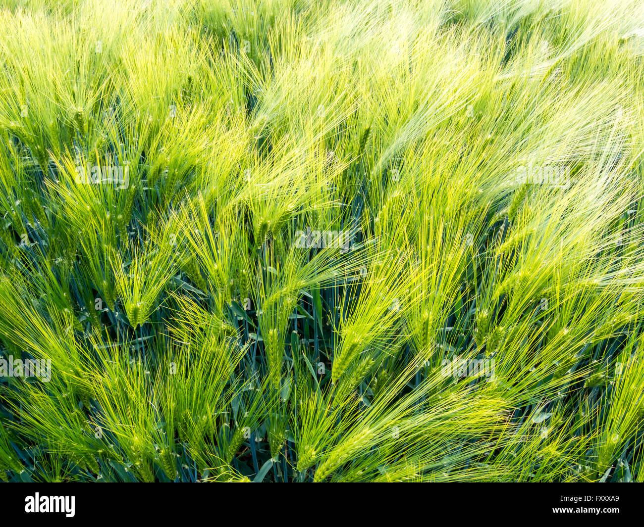 Barley awns hi-res stock photography and images - Alamy