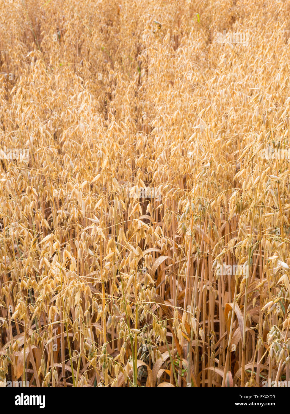 Oat field hi-res stock photography and images - Alamy