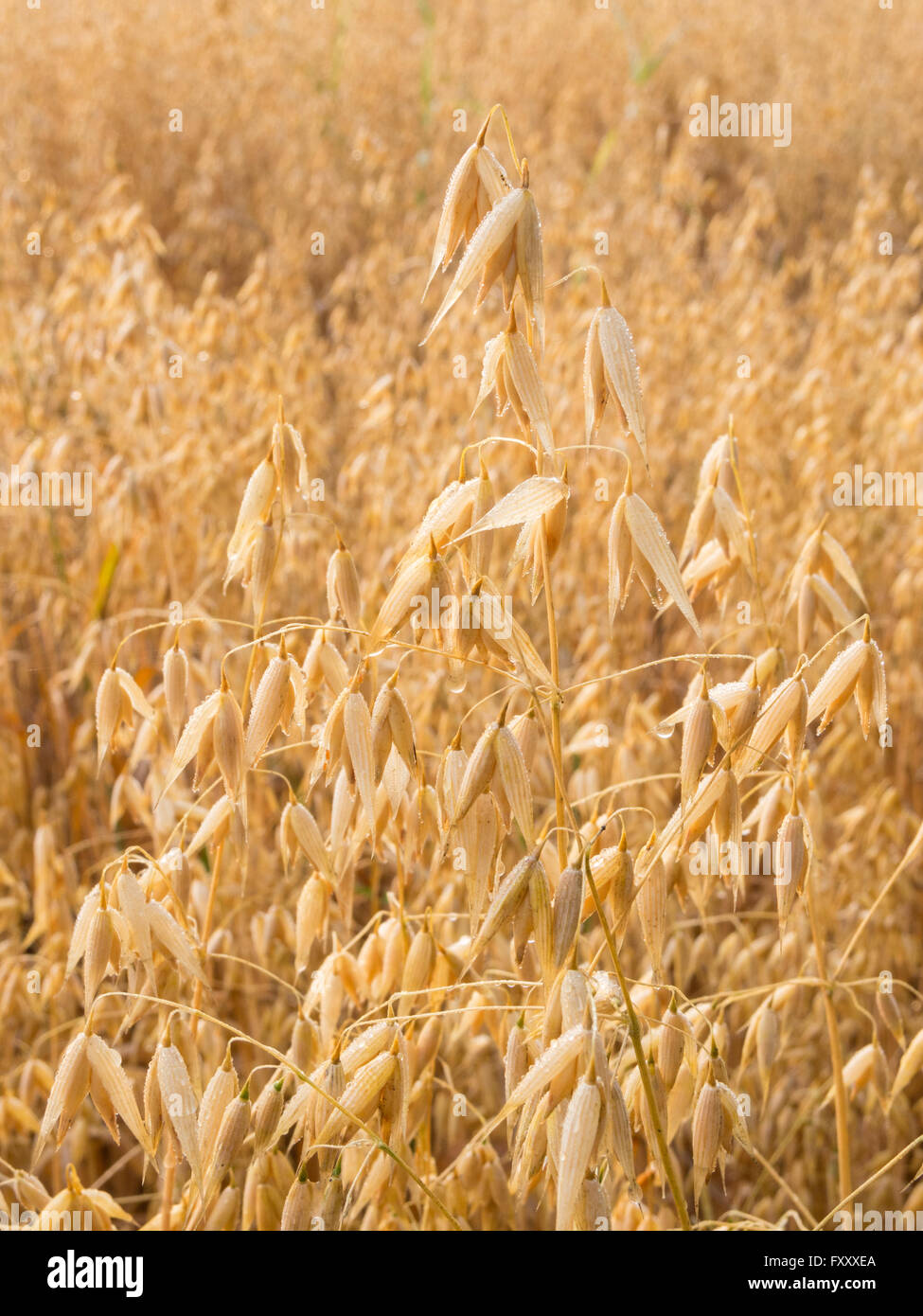 Oat plant with morning dew on an oat field Stock Photo - Alamy