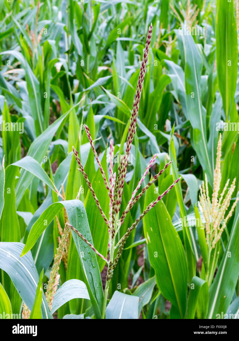 Tassel zea mays inflorescence male hi-res stock photography and images ...