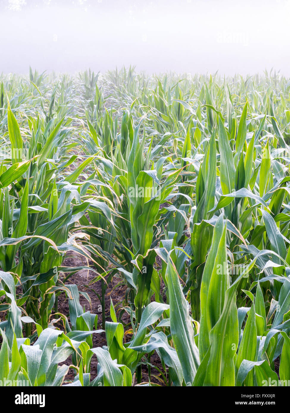Corn field, Zead Mays, in morning fog with water drops on the leaves ...