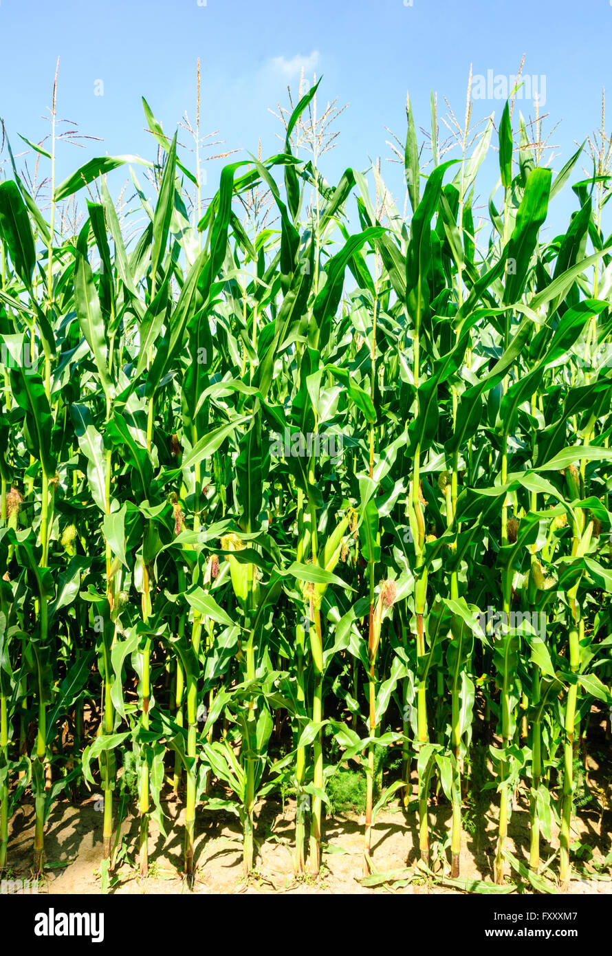 Maize plants with maize ears on a maize field Stock Photo - Alamy