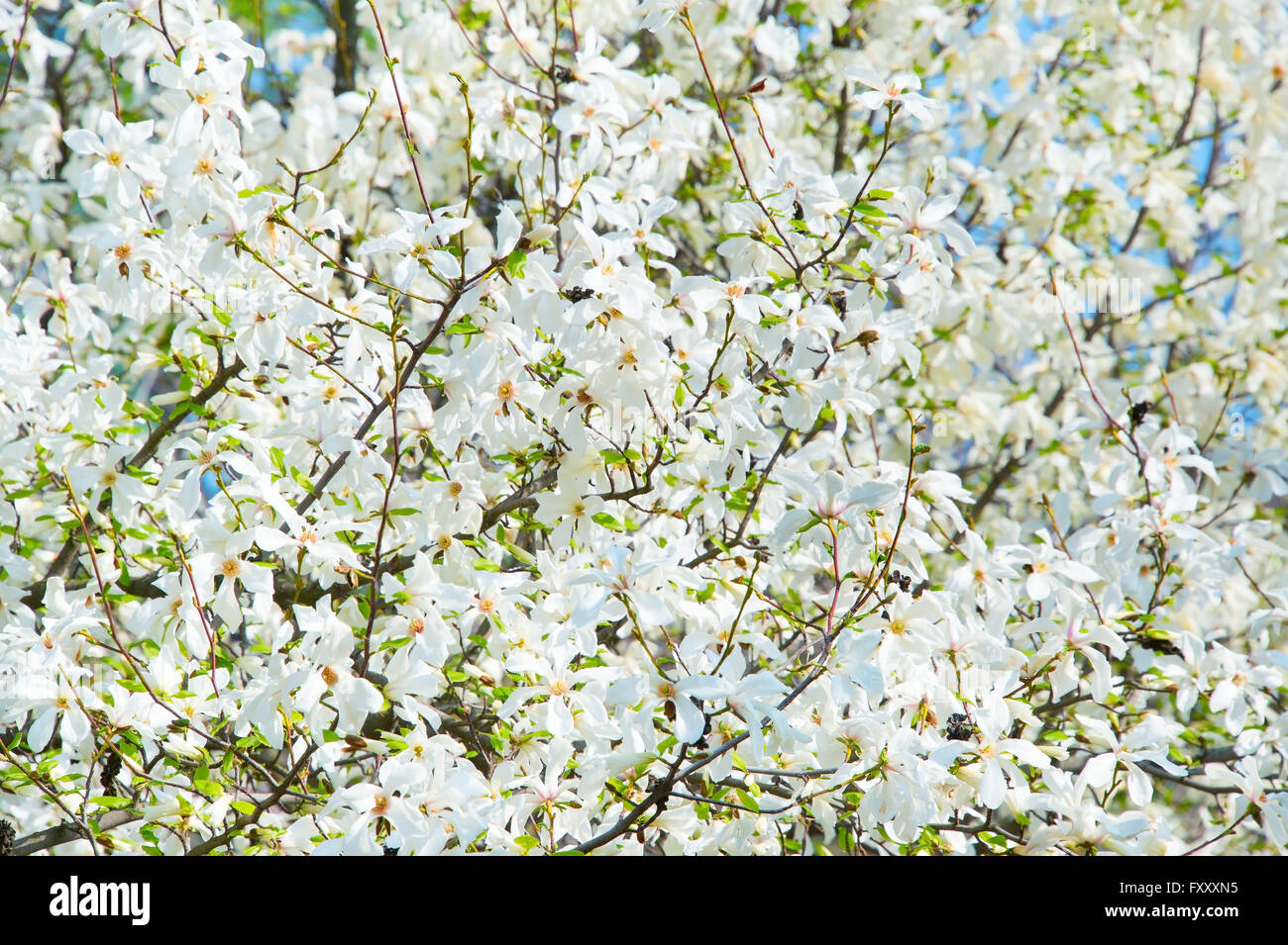 Majestic magnolia tree hi-res stock photography and images - Alamy