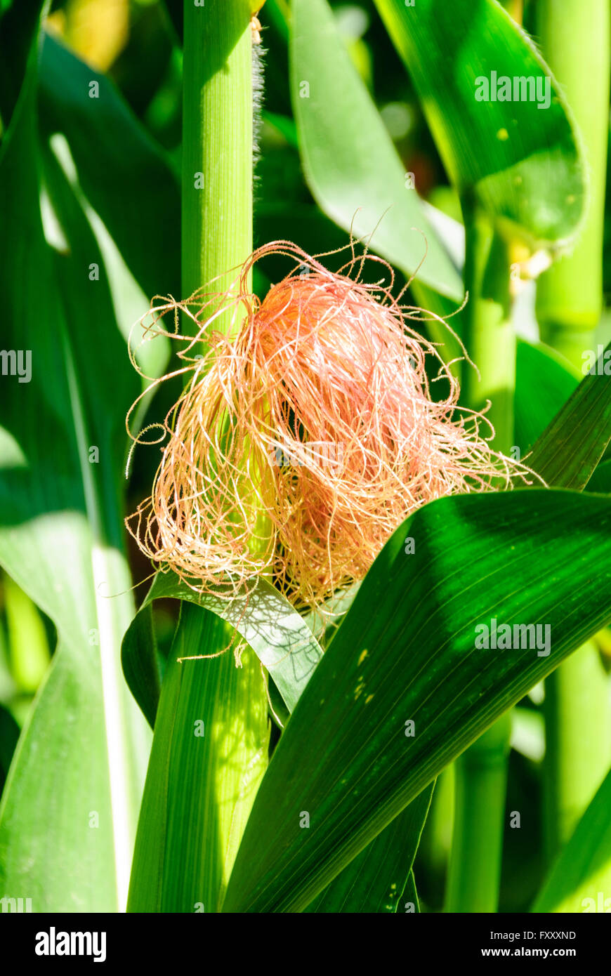 Maize plant with a maize ear on a maize field Stock Photo - Alamy