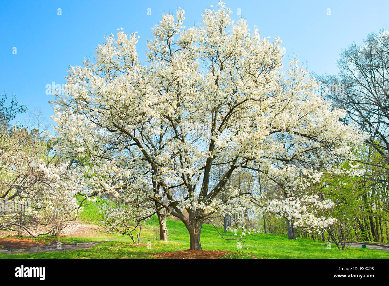 Magnolia tree full bloom hi-res stock photography and images - Alamy