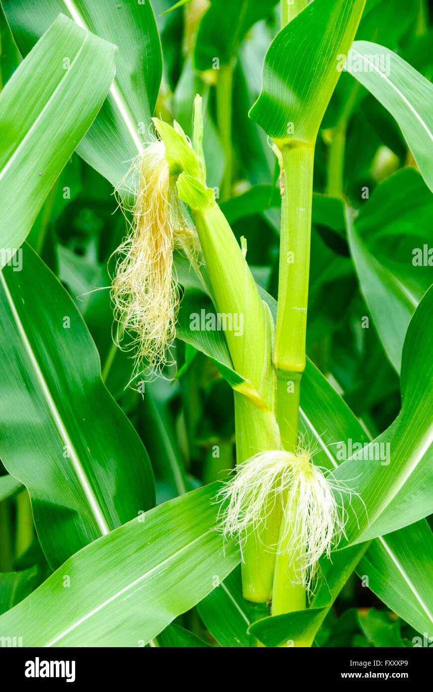 Maize leaf hi-res stock photography and images - Alamy