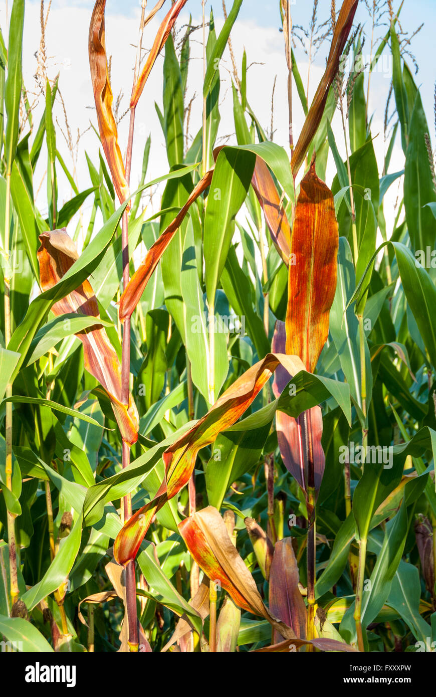 Maize plants with maize ears on a maize field Stock Photo - Alamy