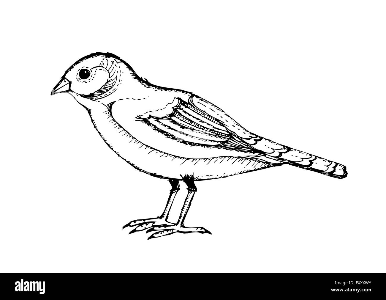 birds design bird collection Stock Vector Image & Art - Alamy