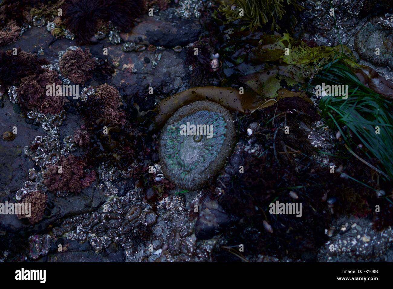 Seaweed and kelp in tide pool hi-res stock photography and images - Alamy