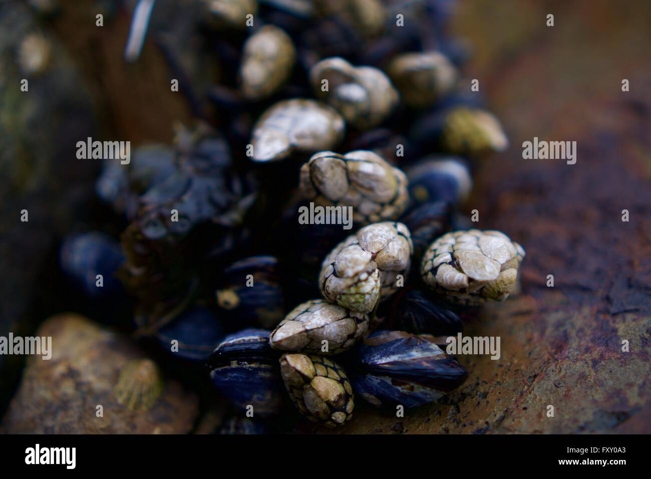 Muscles on rock Stock Photo - Alamy