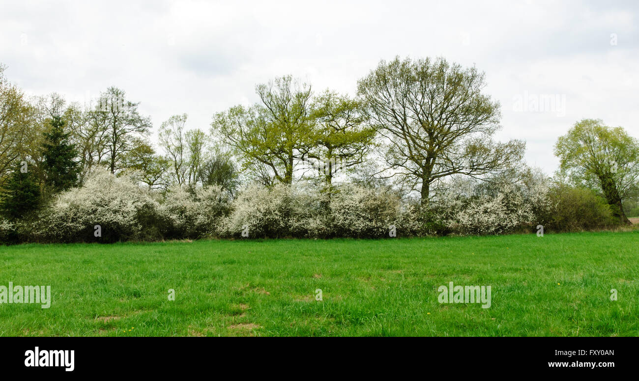 Meadow landscape with hedge in spring Stock Photo - Alamy