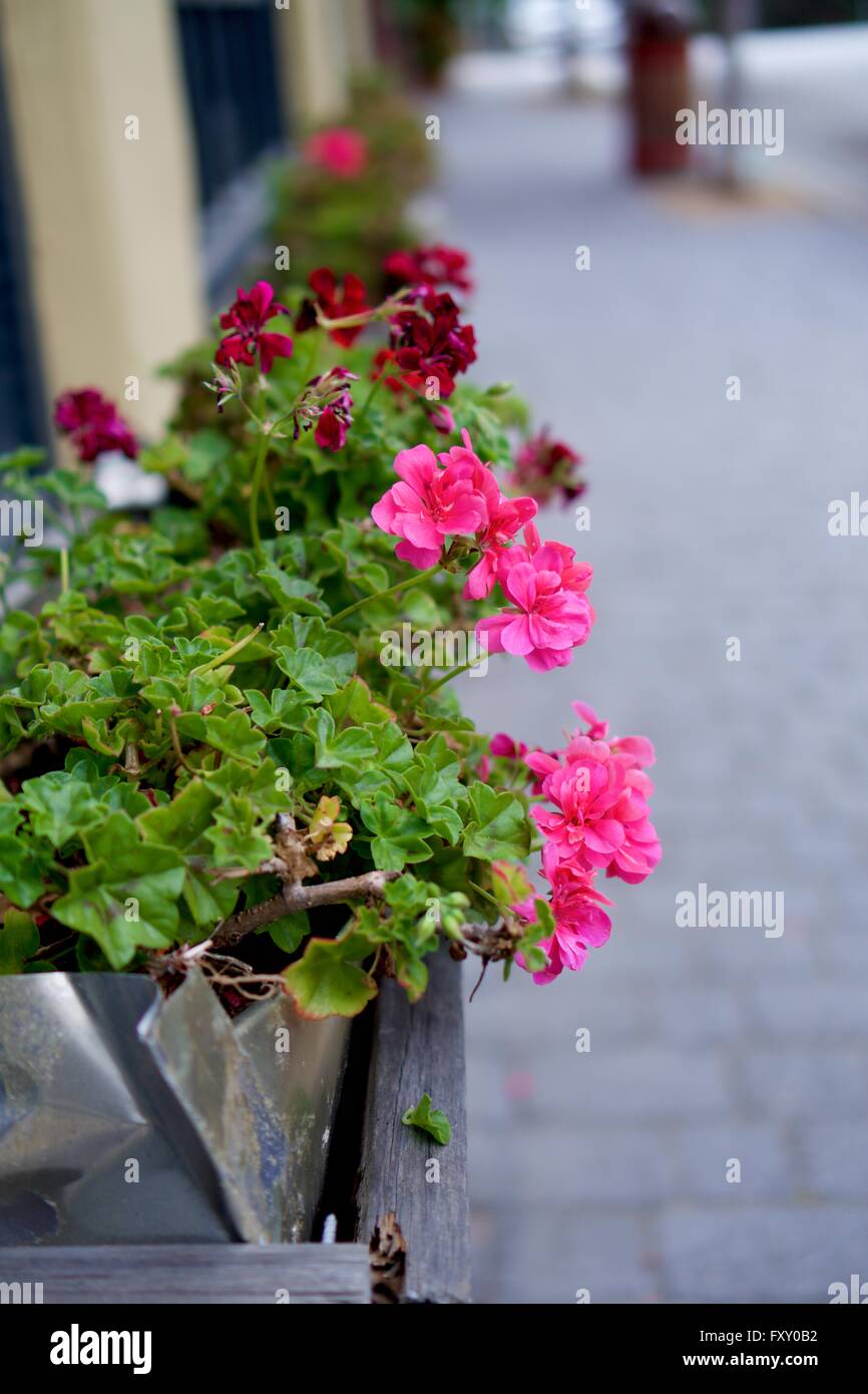 Street flower box hi-res stock photography and images - Alamy