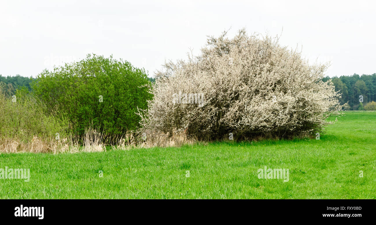 Shrubs in spring hi-res stock photography and images - Alamy