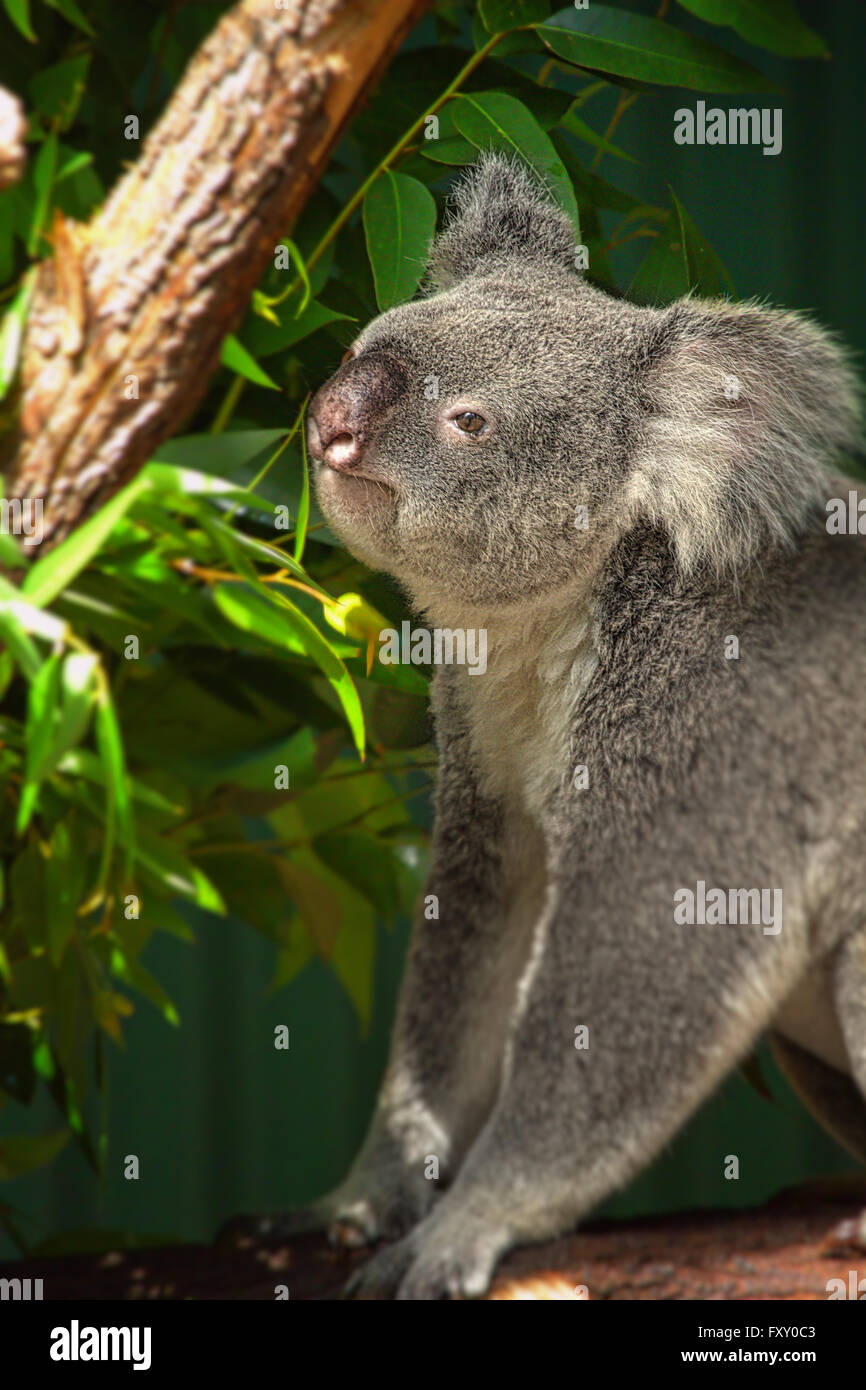 A Koala in a Eucalyptus tree in Queensland, Australia Stock Photo - Alamy