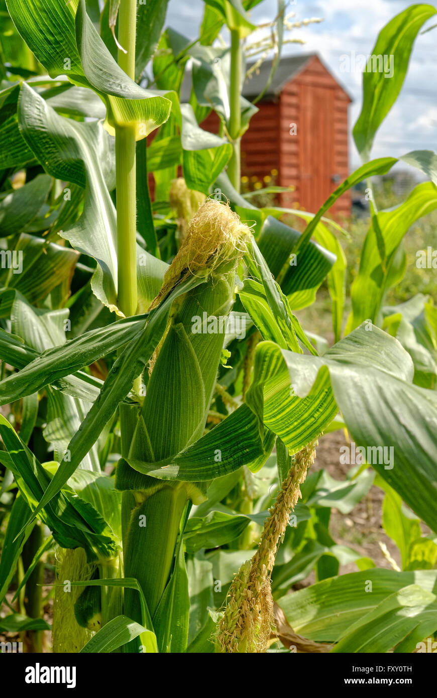 Corn on the Cob growing in an Allotment Garden where land is made ...