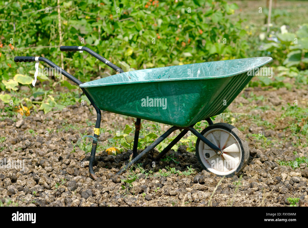 Wheelbarrow in an Allotment Garden where land is made available for ...