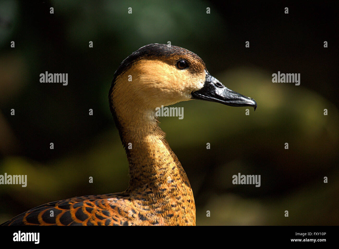 A side view of a Wandering Whistling Duck Stock Photo - Alamy
