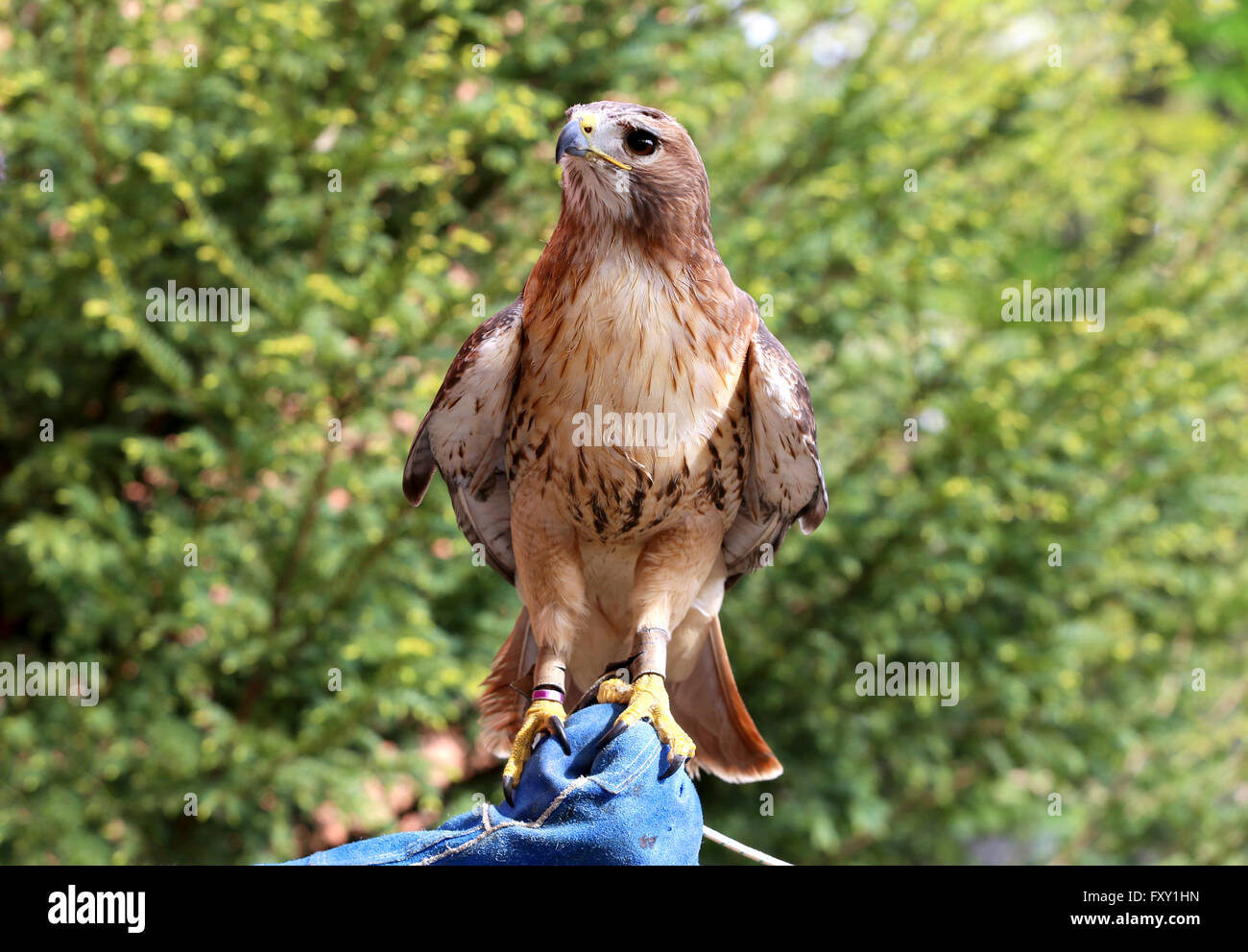 Bird of prey red-tailed hawk known in the United States as chickenhawk ...