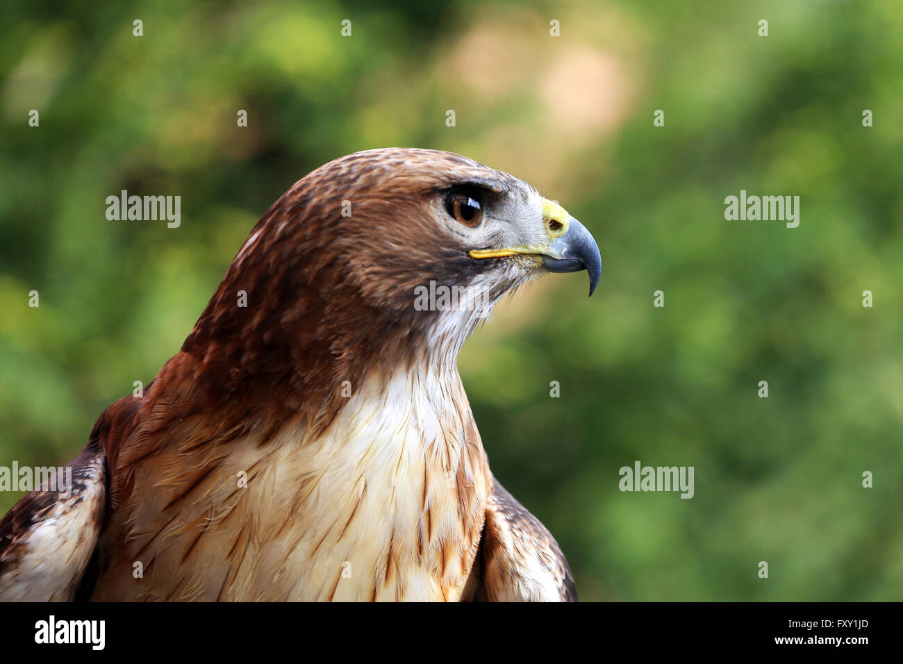 Side view head shot of a red-tailed hawk with blurred green natural ...