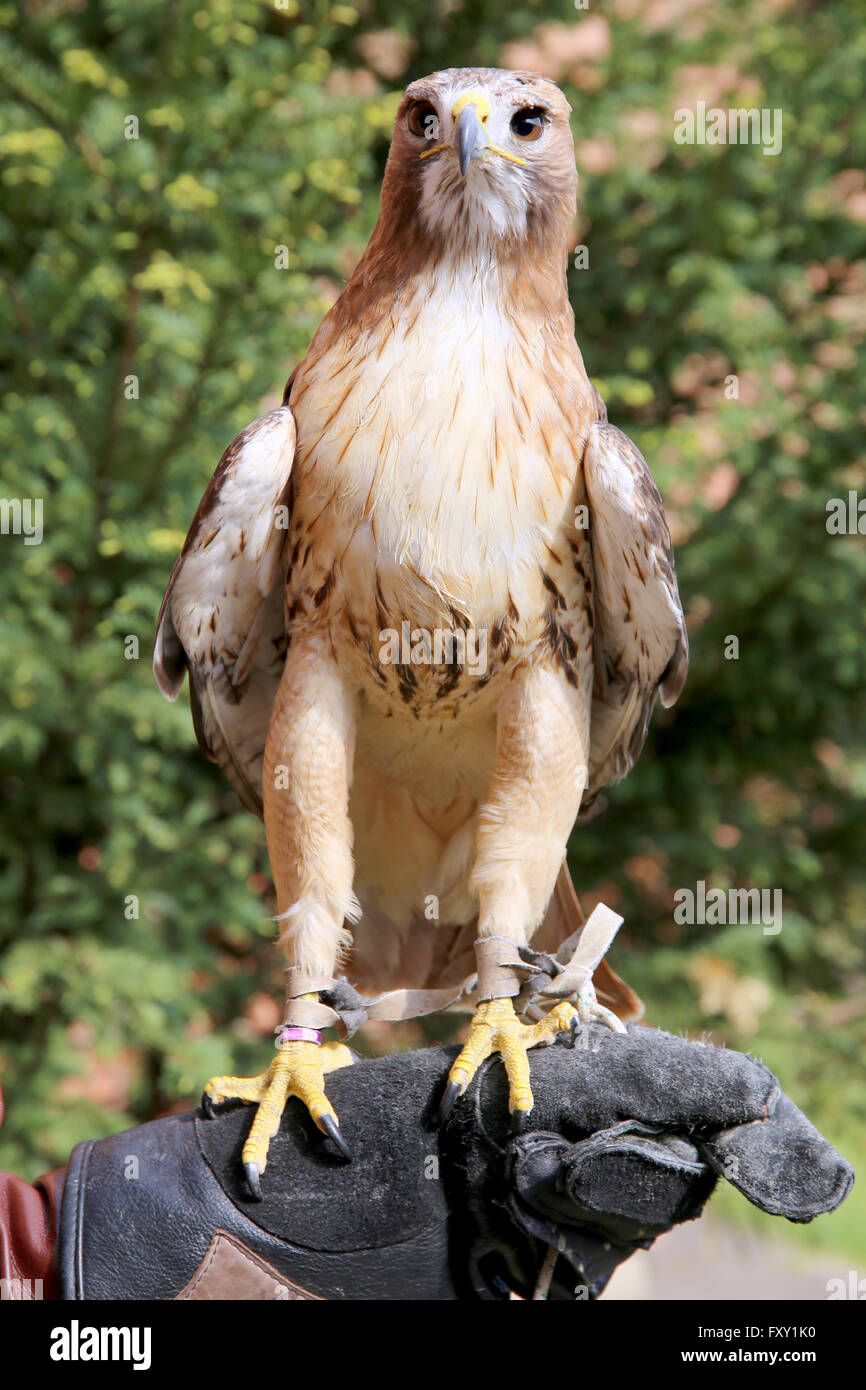 Trained red-tailed hawk sitting on the falconer's glove Stock Photo - Alamy