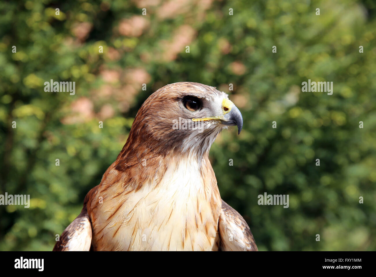 Bird of prey red-tailed hawk known in the United States as chickenhawk ...