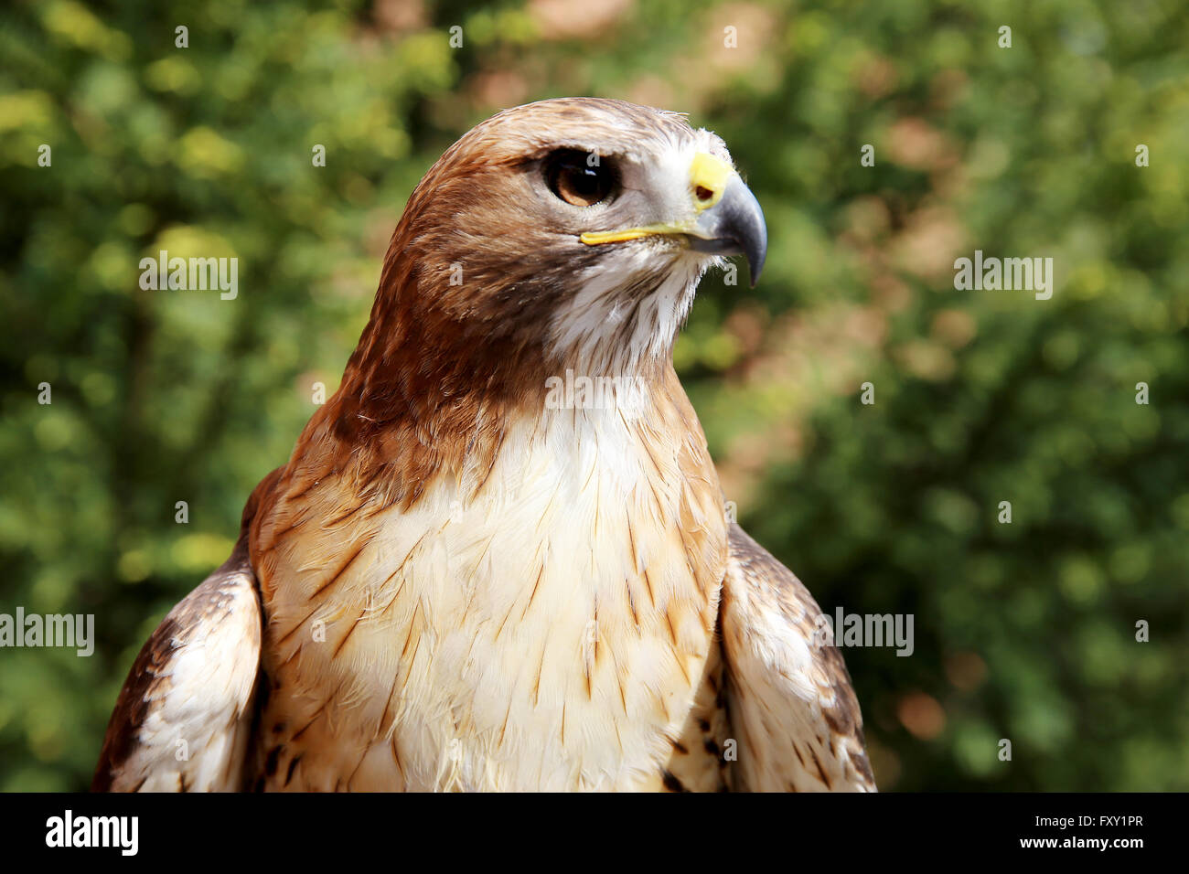 Head shot of a red-tailed hawk against green natural background Stock ...