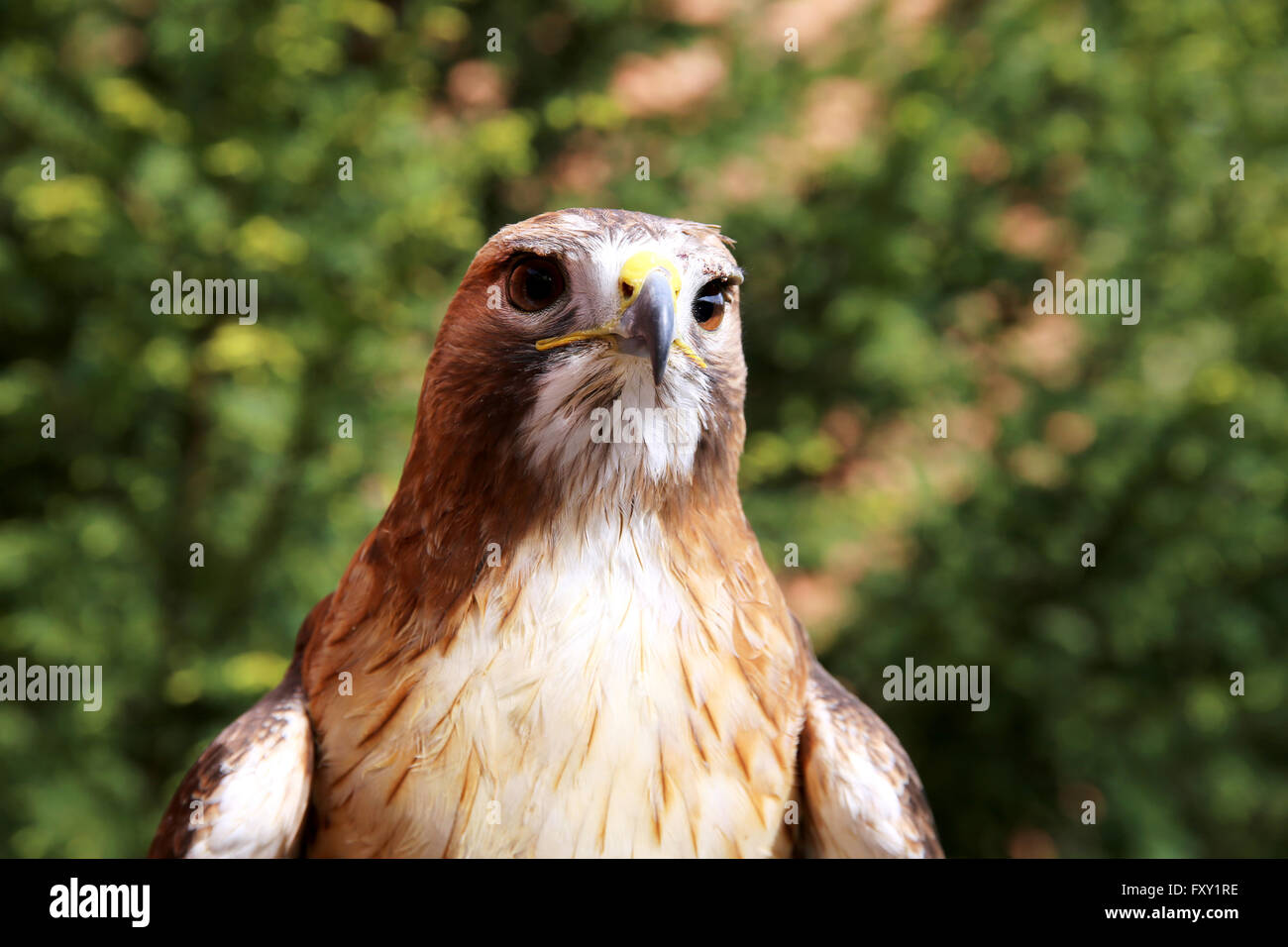 Close up detailed photograph of a red-tailed hawk Stock Photo - Alamy