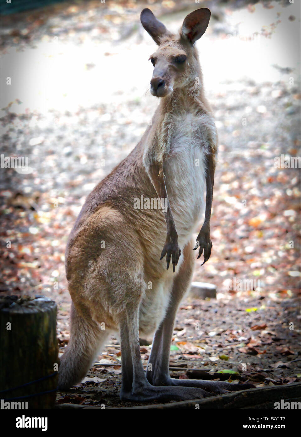 A female kangaroo stops to watch and listen Stock Photo - Alamy