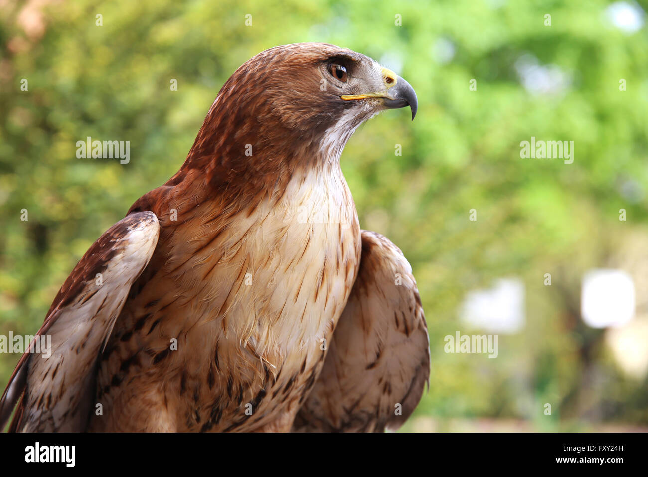 Portrait of an american red-tailed hawk against natural background ...