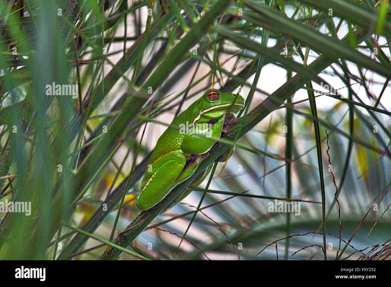 Australian native tree frog hi-res stock photography and images - Alamy