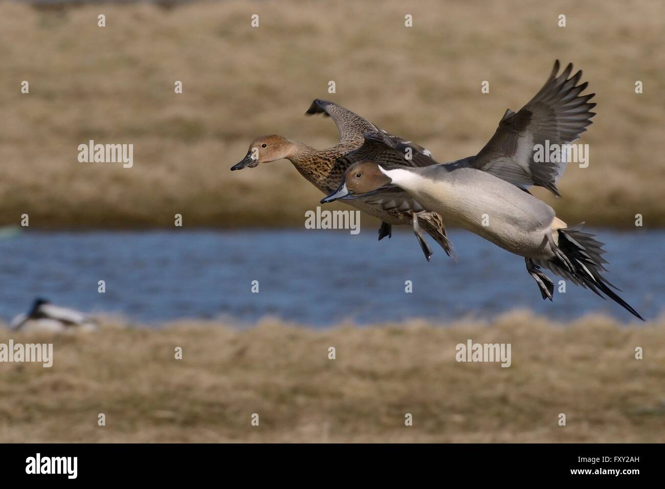 Ducks flying uk water hi-res stock photography and images - Alamy
