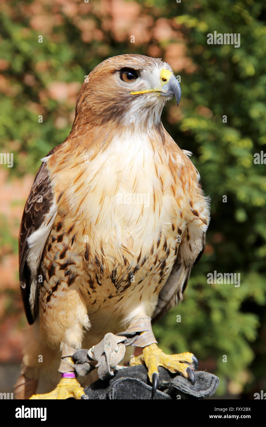 Chickenhawk hi-res stock photography and images - Alamy