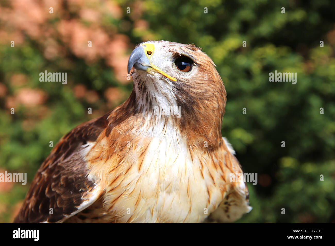 Close up detailed photograph of a red-tailed hawk on green natural ...