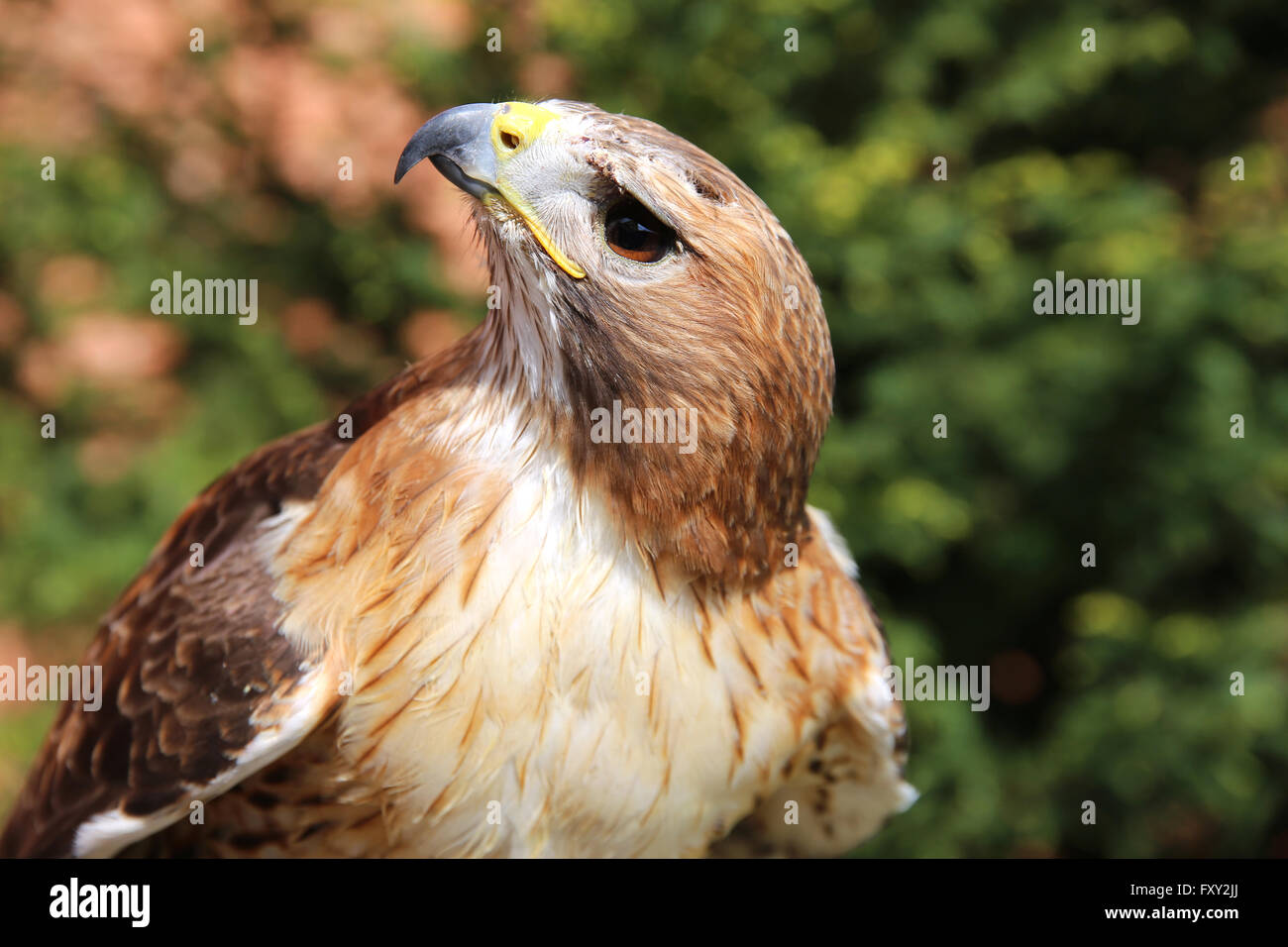 Close up of a red-tailed hawk on natural environment Stock Photo - Alamy