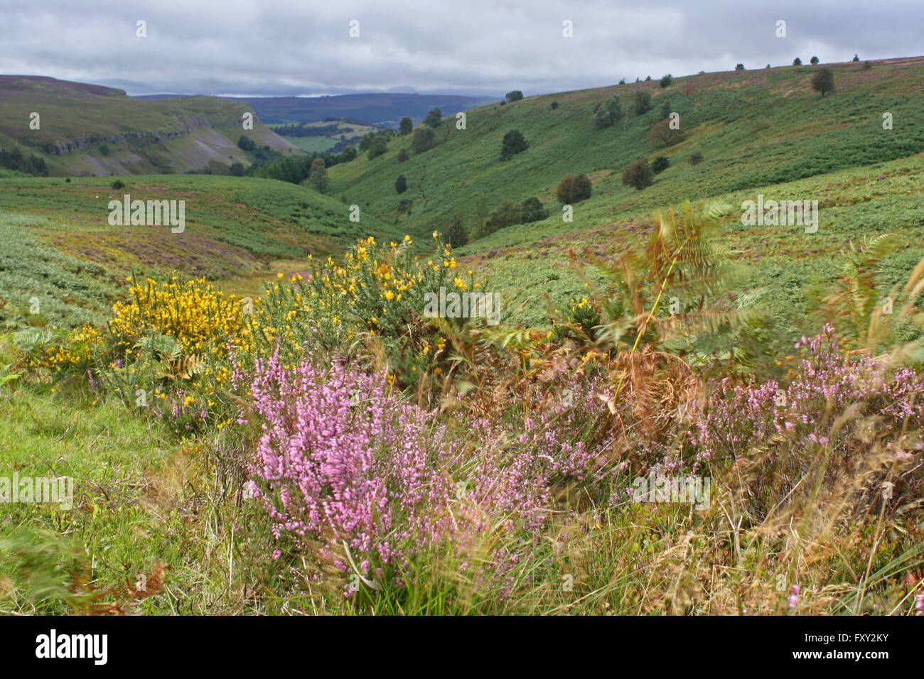 Heather on Minera mountain, Wrexham Wales Stock Photo - Alamy