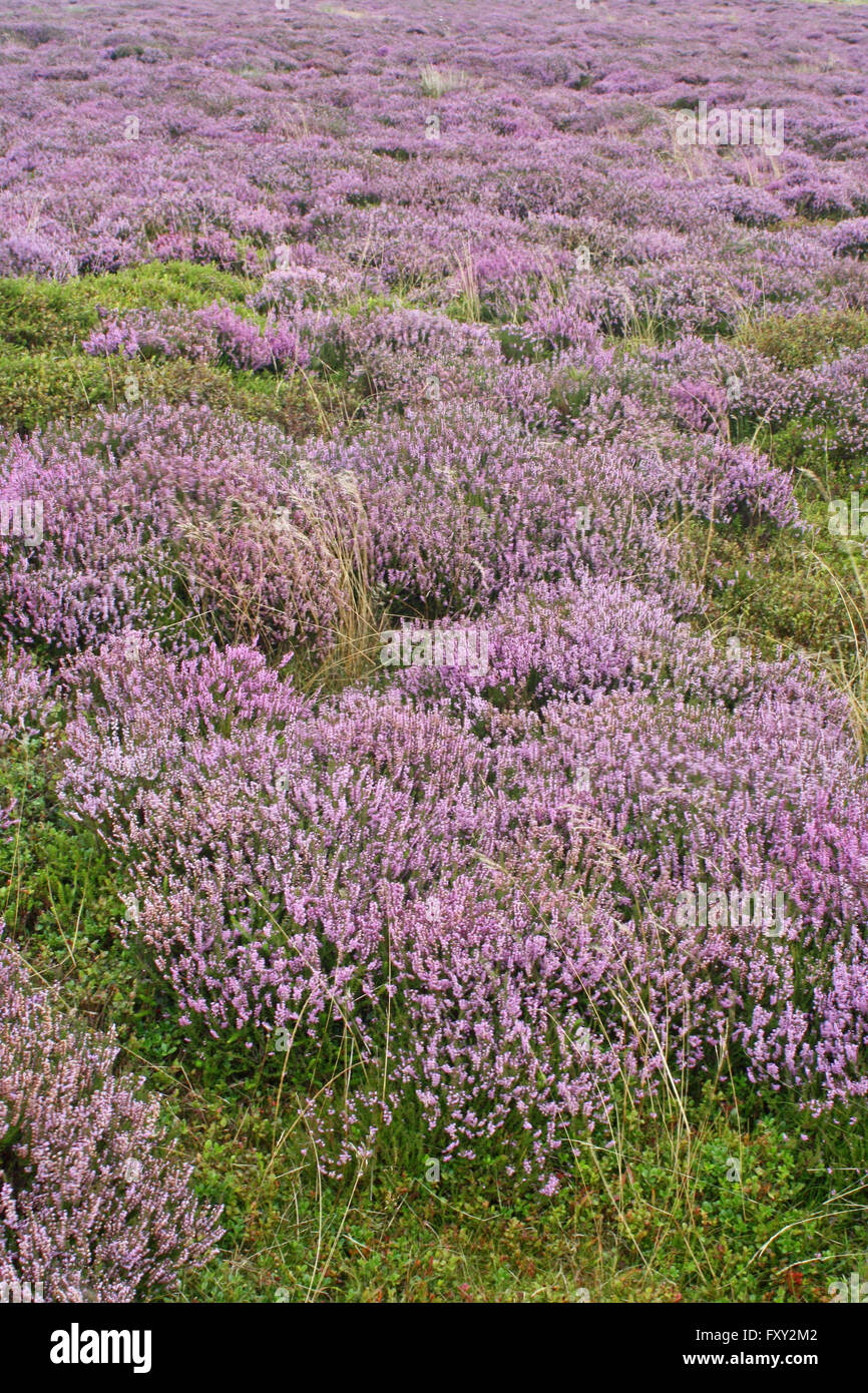 Heather on Minera mountain, Wrexham Wales Stock Photo - Alamy