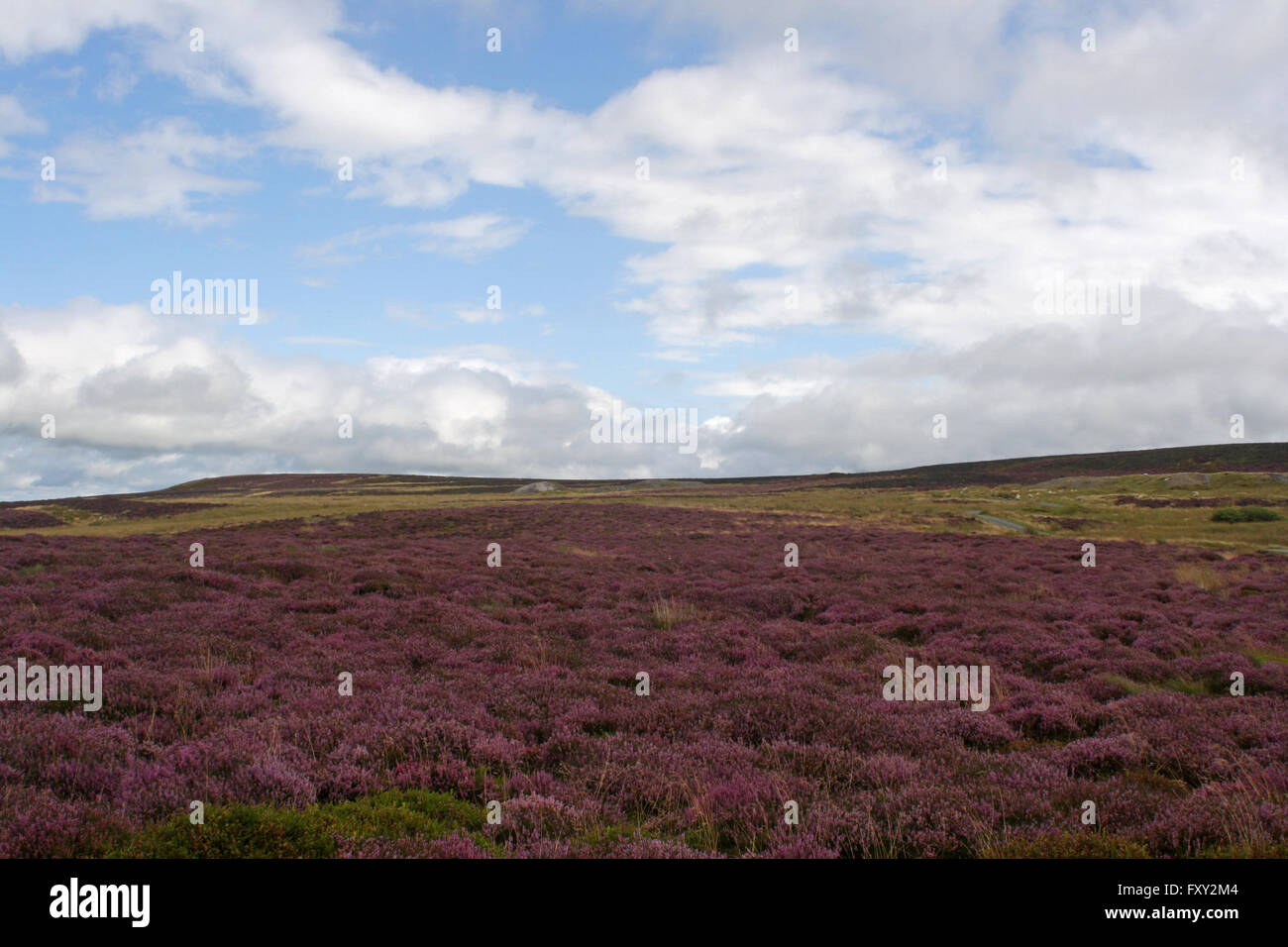 Heather on Minera mountain, Wrexham Wales Stock Photo - Alamy