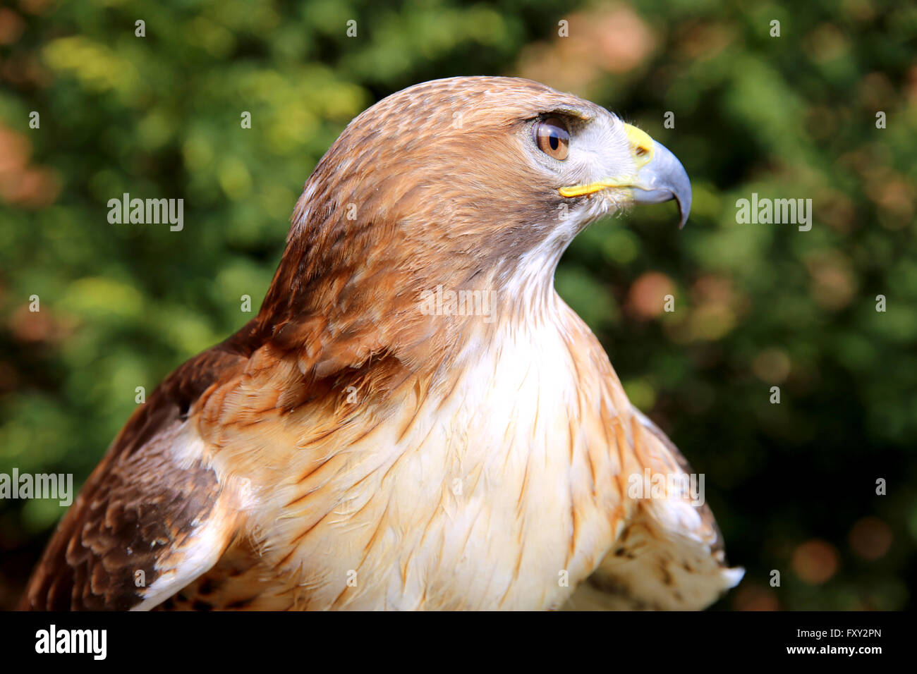 Bird of prey red-tailed hawk head against green natural background ...