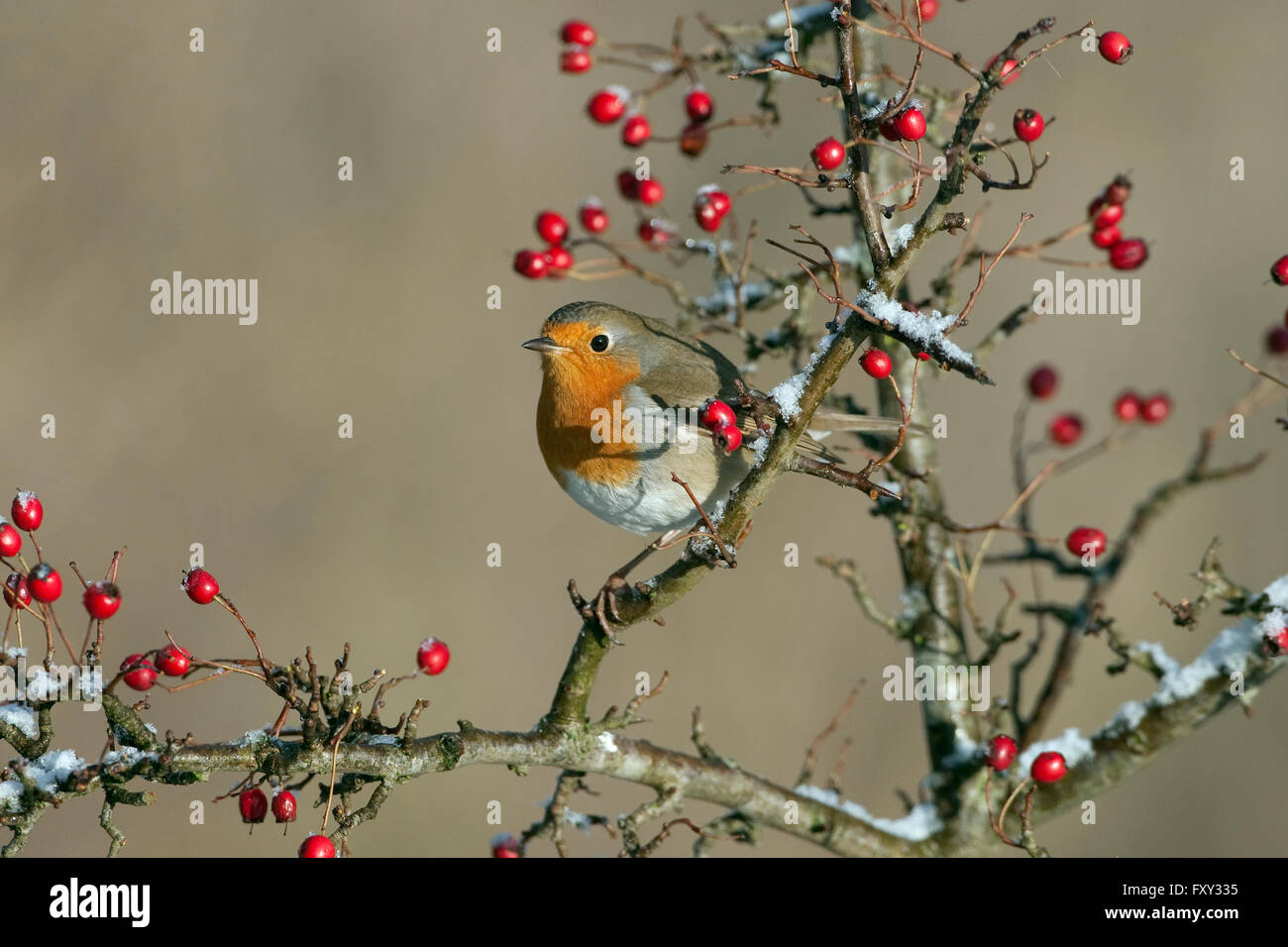 Robin Erithacus rubecula in winter perched on hawthorn berries Stock ...