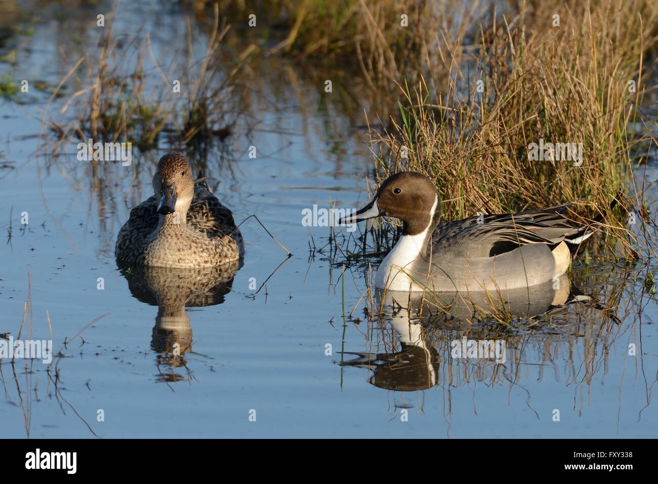 Northern pintail pair (Anas acuta) swimming on flooded pastureland ...