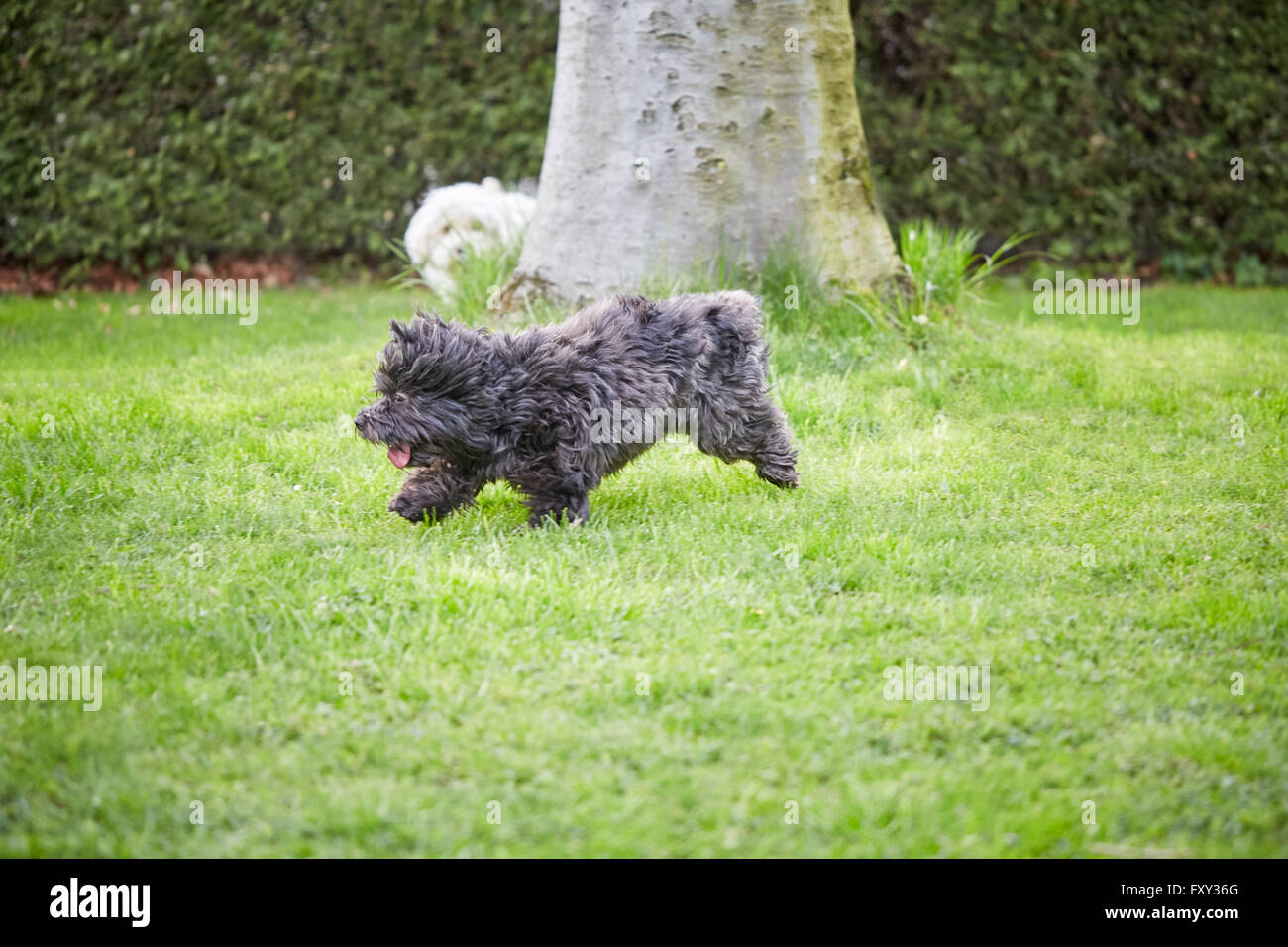 Crazy dogs hi-res stock photography and images - Alamy