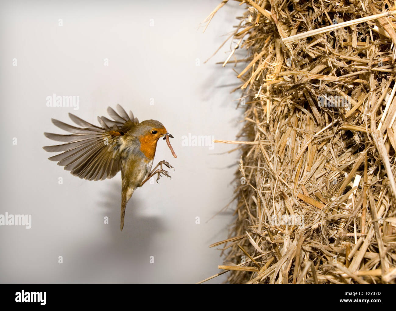 Robin flying to nest in farm straw stack Stock Photo - Alamy