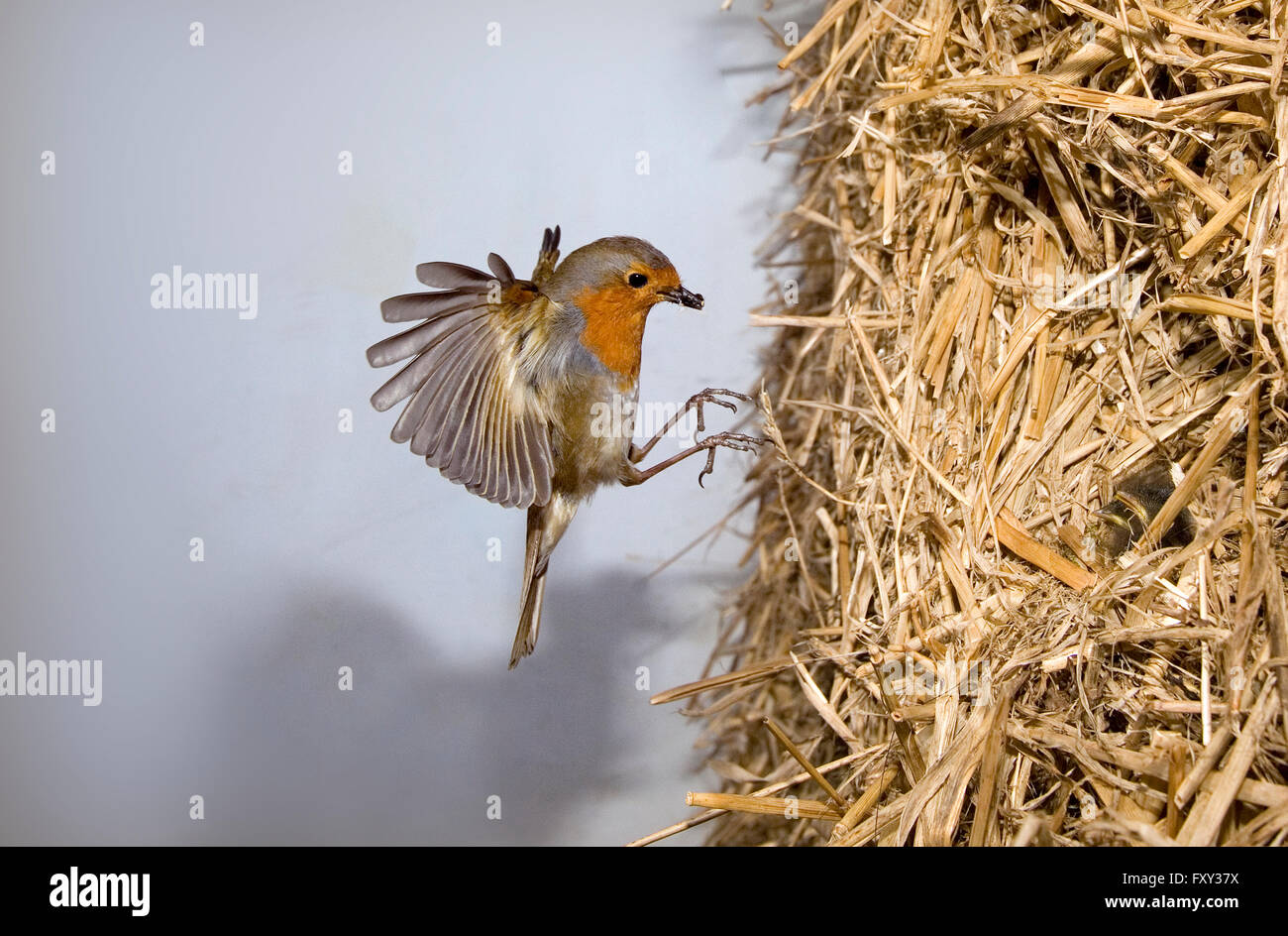 Robin flying to nest in farm straw stack Stock Photo - Alamy